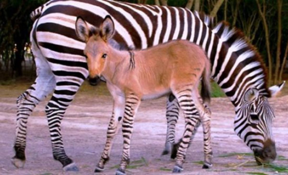 Sorpresa en México por el nacimiento de un "cebrasno" - Vibra