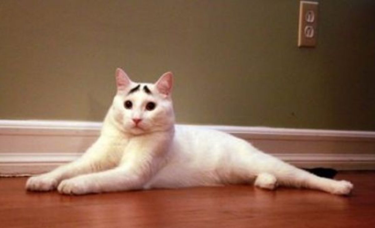 ¡Lindo gatito con cejas expresivas!