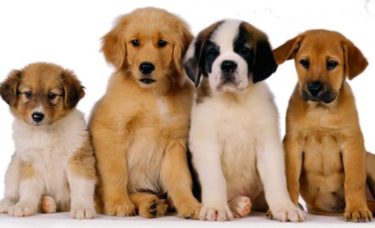 Sorprendentes videos de cachorros