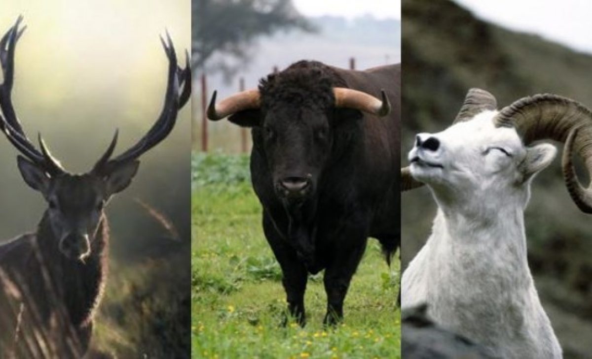 ¿De qué tamaño son tus cachos? Vibratest