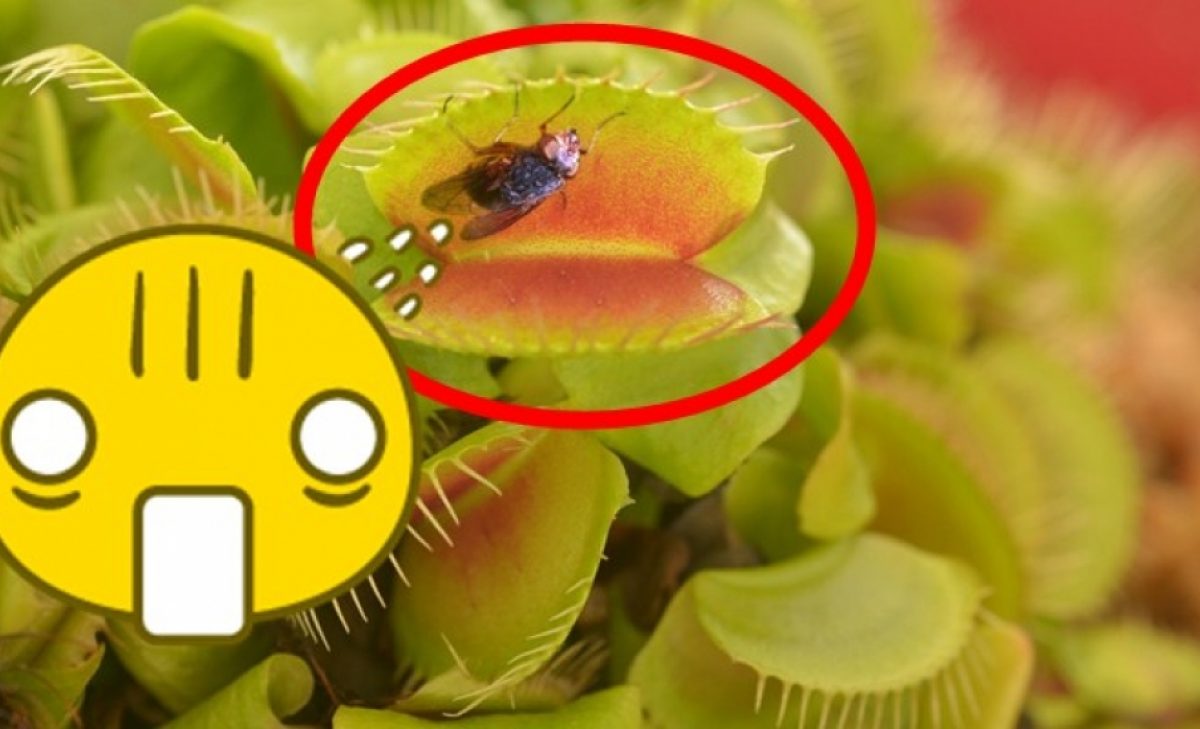 ¿Por qué se llena nuestra casa de moscas?