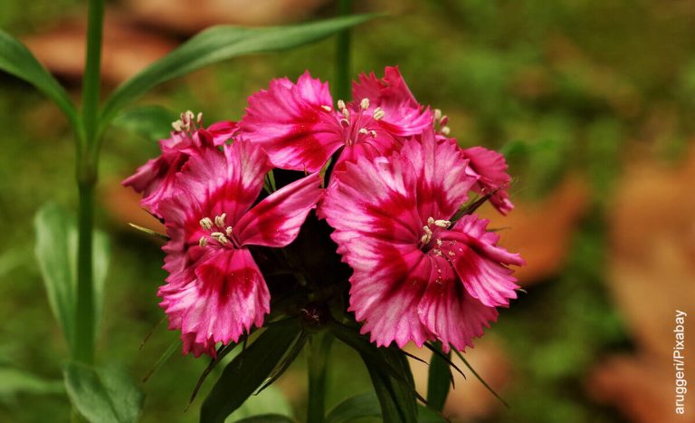 Claveles: cuidados para mantenerlos hermosos