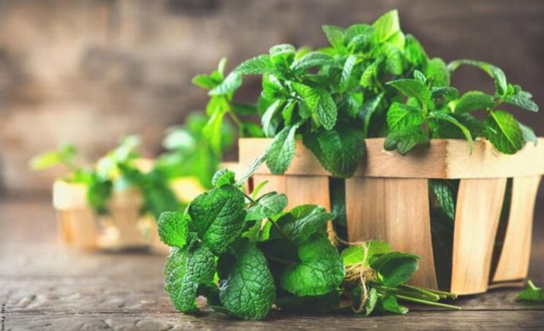 Hierbabuena: Cuidados para que crezca en casa