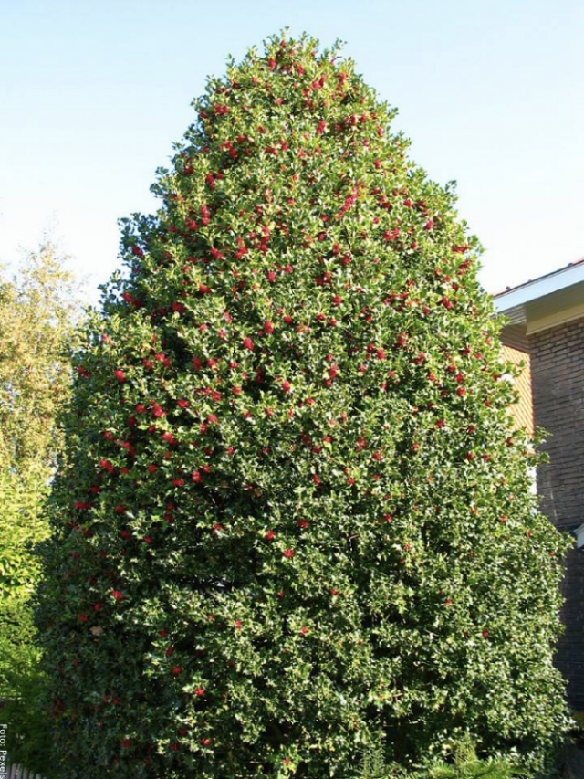 Acebo: cuidados de esta planta símbolo de la Navidad