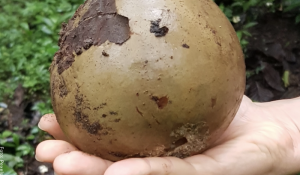 Para qué sirve el borojó, ¡una fruta energizante! | Vibra