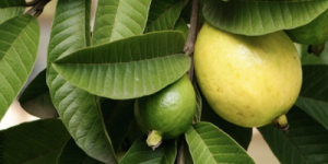 ¿Para qué sirve la hoja de guayaba?