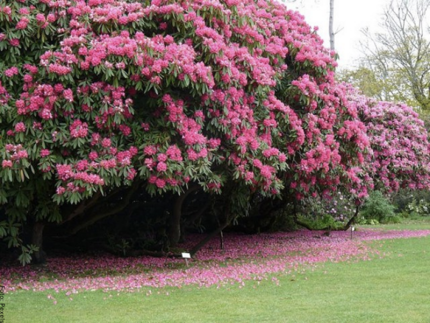 Rododendro: cuidados para mantener este arbusto perfecto