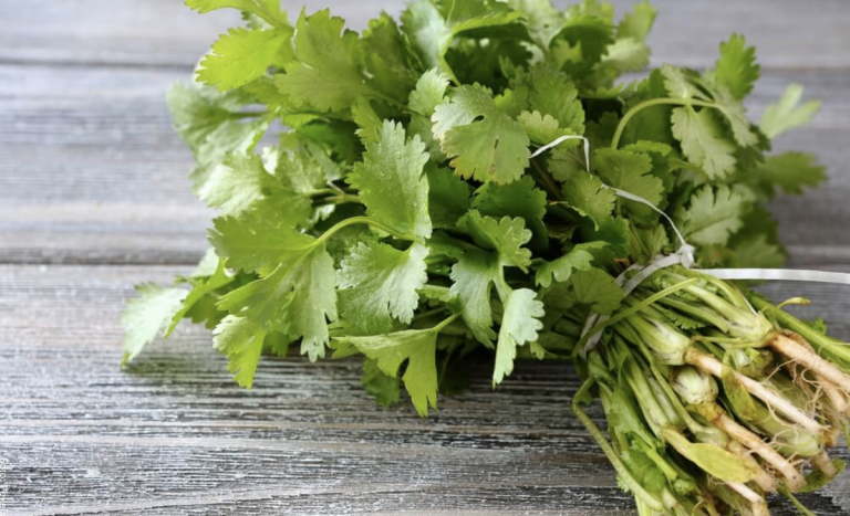 Cómo sembrar cilantro en casa para aprovecharlo en tu cocina