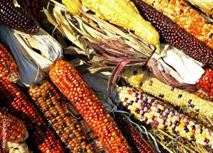 Cómo sembrar maíz en maceta, ¡la mejor técnica que conocerás!