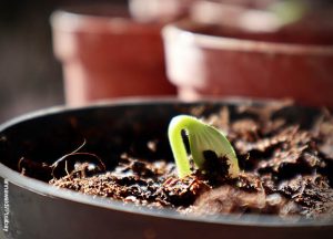 Cómo sembrar maíz en maceta, ¡la mejor técnica que conocerás!