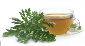 Altamisa, ¿para qué sirve esta planta medicinal? - Vibra