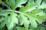 Altamisa, ¿para qué sirve esta planta medicinal? - Vibra