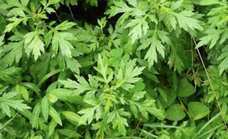 Altamisa, ¿para qué sirve esta planta medicinal?