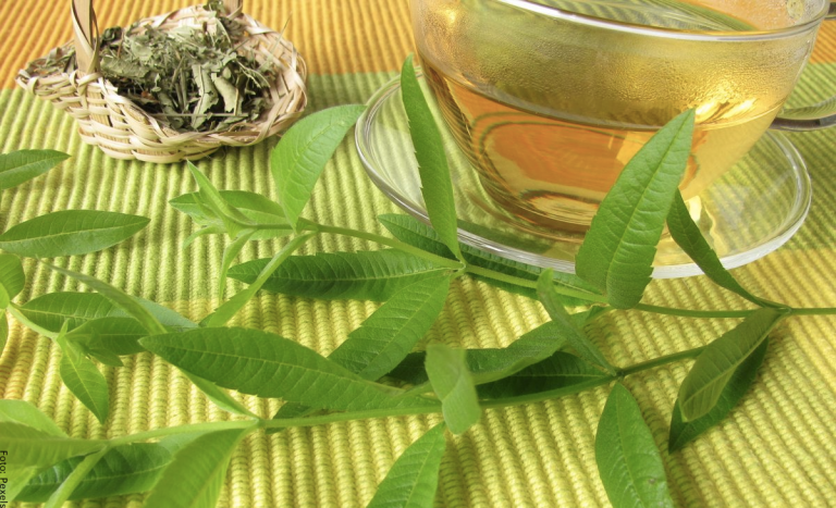 Cedrón, ¿para qué sirve esta planta?