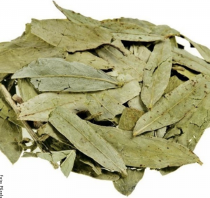 Hojas de sen, ¿para qué sirve y cuáles son sus beneficios?