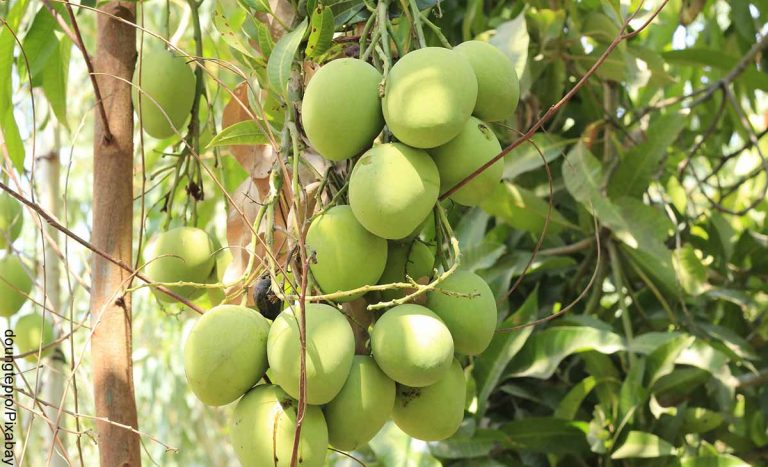 ¿Para qué sirve la hoja de mango? Querrás usarla ya mismo