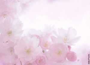 Qué significa el color rosa, ¡mucho más que un simple tono pastel!