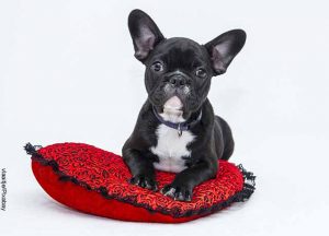 Significado de cucha, ¡un término muy conocido!