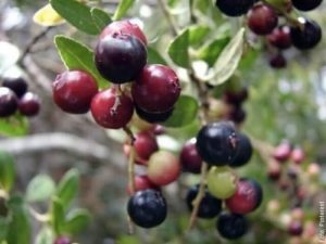 ¿Para qué sirve el agraz? Inclúyelo en tu alimentación