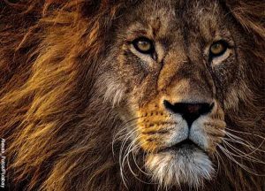 Significado de animales, ¡los hay para todos los ámbitos!