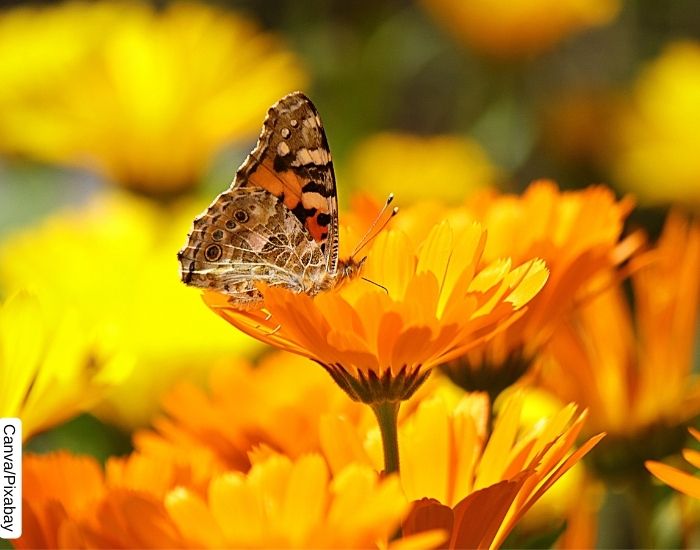 Significado de las mariposas, ¡un mensaje muy espiritual! - Vibra