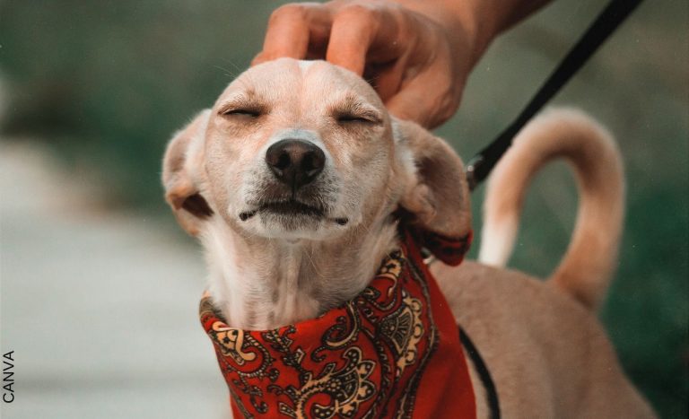 Cómo cuidar a un perro ciego, ¡sigue estos consejos!
