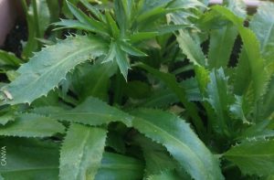 ¿Para qué sirve el cimarrón? Una planta que mejora tu vida