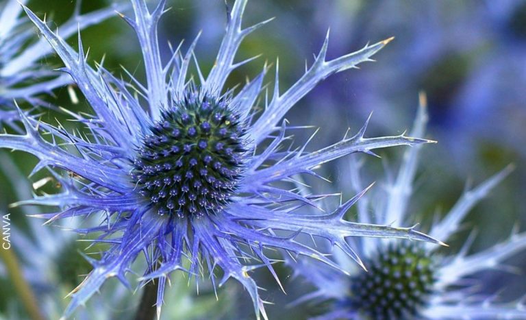 ¿Para qué sirve el cimarrón? Una planta que mejora tu vida