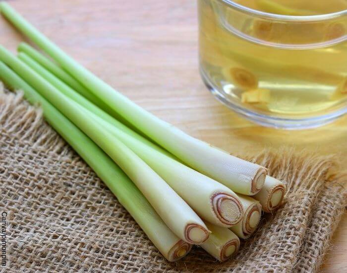 ¿Para qué sirve el limoncillo?, hierba curativa y versátil