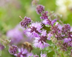 Para qué sirve el poleo: ¡expectorante natural!