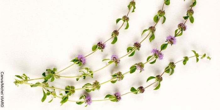 Para qué sirve el poleo: ¡expectorante natural!