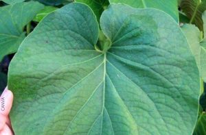 Hoja santa, ¿para qué sirve esta planta milagrosa?