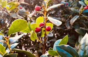 Muérdago: para qué sirve y cuáles son sus propiedades