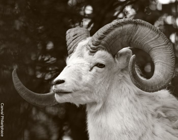 Qué significa el signo Aries, ¡seguro no te lo imaginabas!