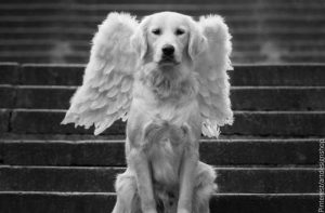 Frases de luto por un perro y despedir a tu mejor amigo