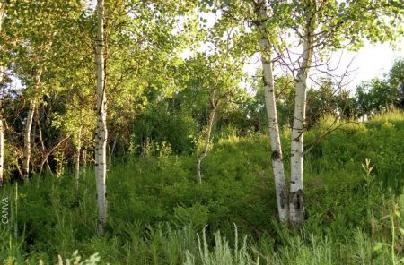 Abedul, ¿para qué sirve y cómo aprovechar sus beneficios?