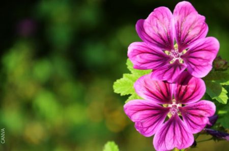 ¿Para qué sirve la malva? ¡Deberías tenerla en casa!