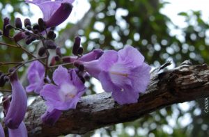 Gualanday, ¿para qué sirve? ¡Aprovecha estos beneficios!