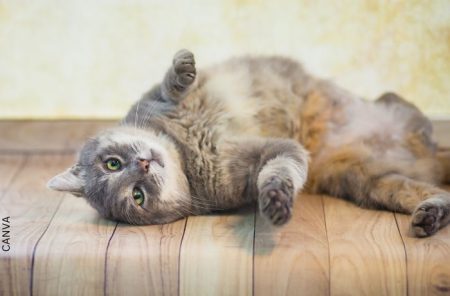 ¿Por qué mi gato ronronea cuando está conmigo?