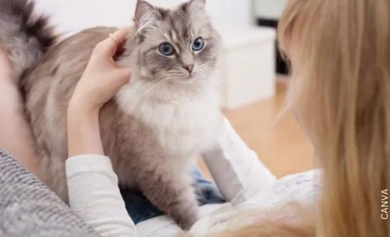 ¿Por qué mi gato me amasa? Razones que te gustarán