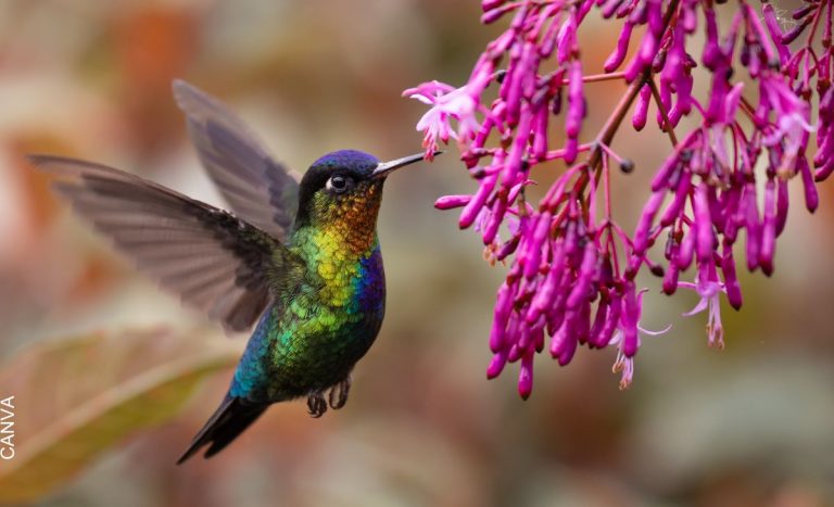 Colibrí: significado espiritual lleno de cosas buenas